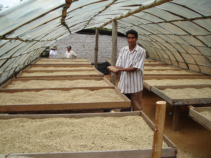 Café Motilón Azul: Secado del caféCafe Motilon Azul