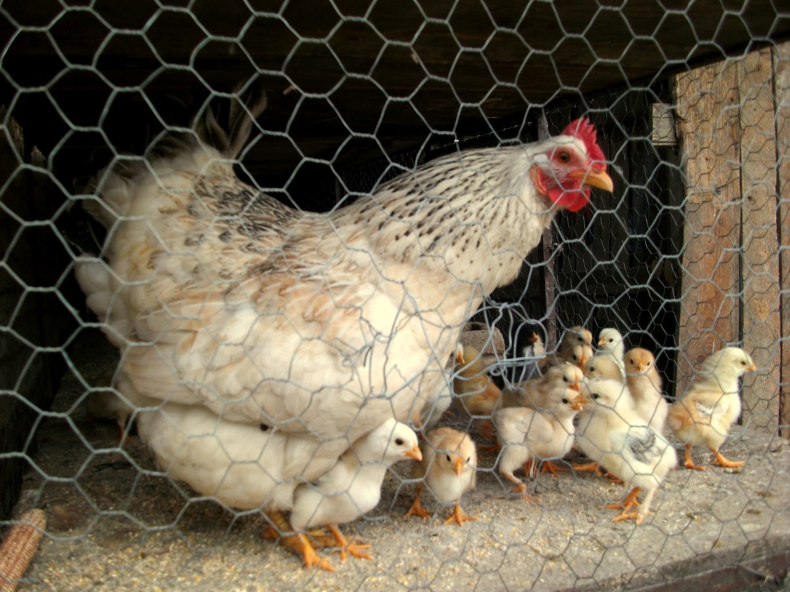 Dusa Ioan : Closca cu pui