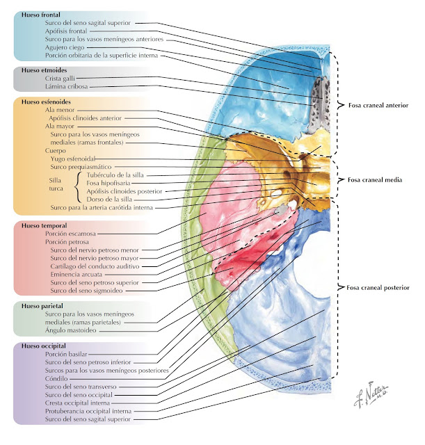 Teamwork Medical Nurse: CRÁNEO Y MENINGES