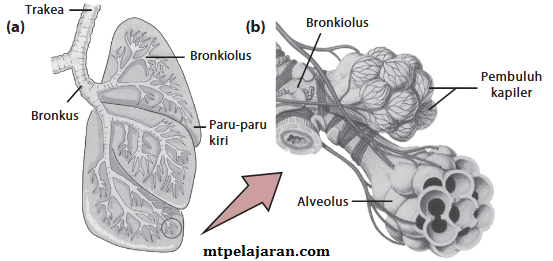 Organ-Organ Pernapasan Pada Manusia Lengkap Dengan Gambar dan ...