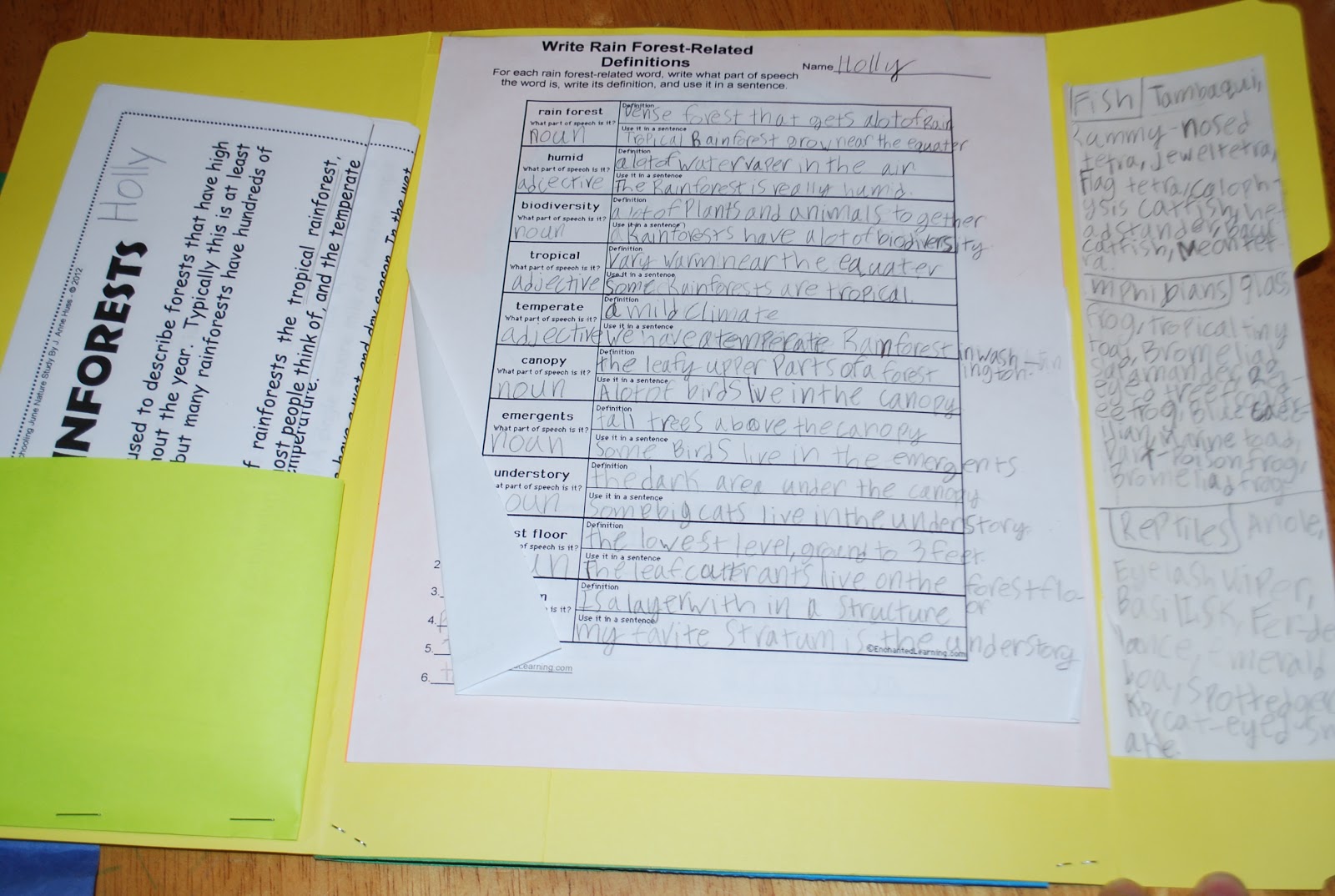 Our Creative Day: Rain Forest Lapbook - 2nd Grade