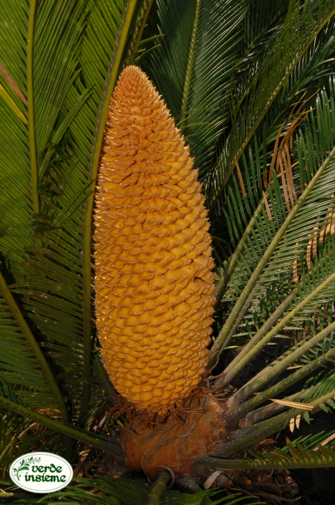 Plante de plante: CICADALE(Cycas revoluta)-În aceasta dimineata, am ...