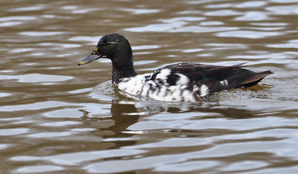 zimmo-vogelfoto's: wat zijn er veel verschillende eenden....