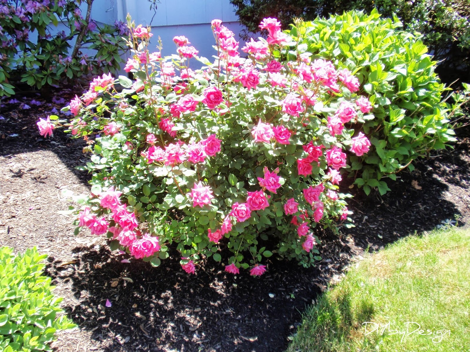 DIY by Design: Tips and Tricks to Growing Roses