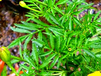 Marigold Star Fire-Tagetes-Marigold Bicolor | SL Flora