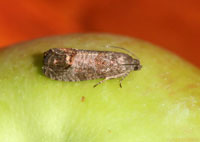 JeffCo Master Gardeners: Watch for Codling Moths on Apple and Pear Trees