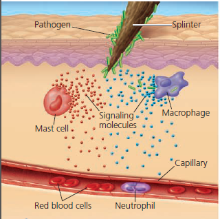 Sistem Imunitas Tubuh Secara Umum ~ Scientists Biology