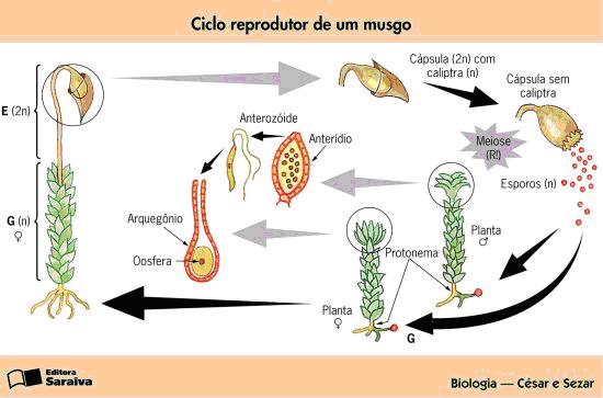 biologia: Briofitas