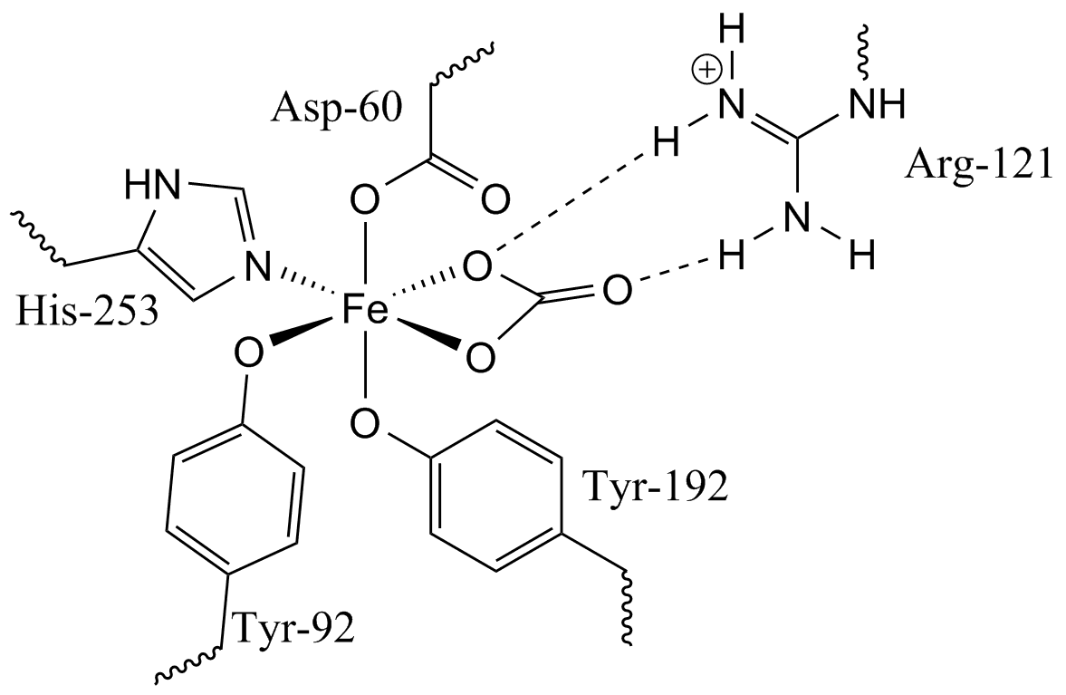 Storage and Transport of Iron in Living Things