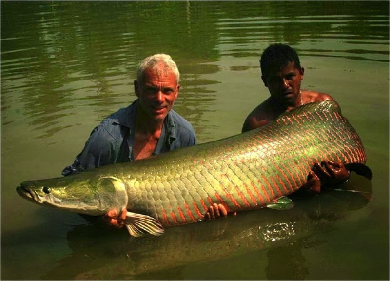 Na África Selvagem: Jeremy Wade e os seus 21 monstros do rio criaturas incríveis