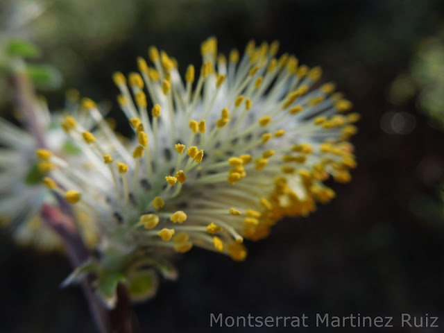 FLOR de SAUCE BLANCO - BOTÀNIC SERRAT