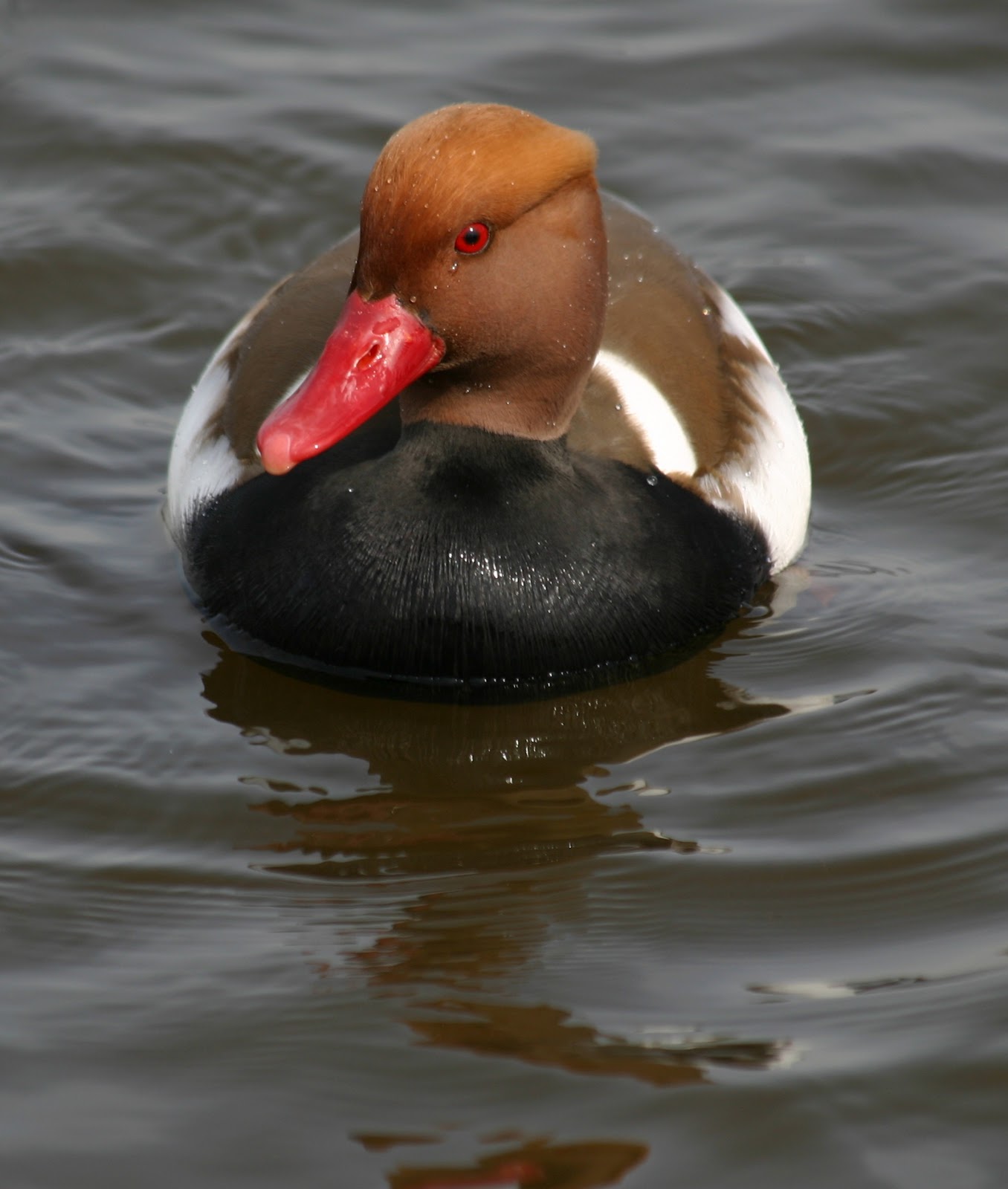 Red-crested Pochards at Watermead CP South