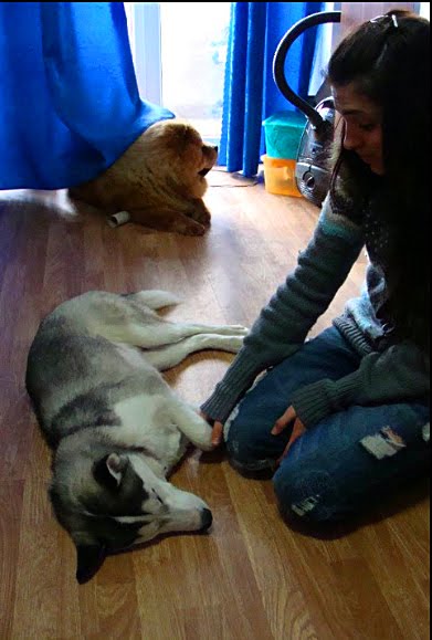 ROMEDICINE: Songshi-quan (the fluffy lion-dog)