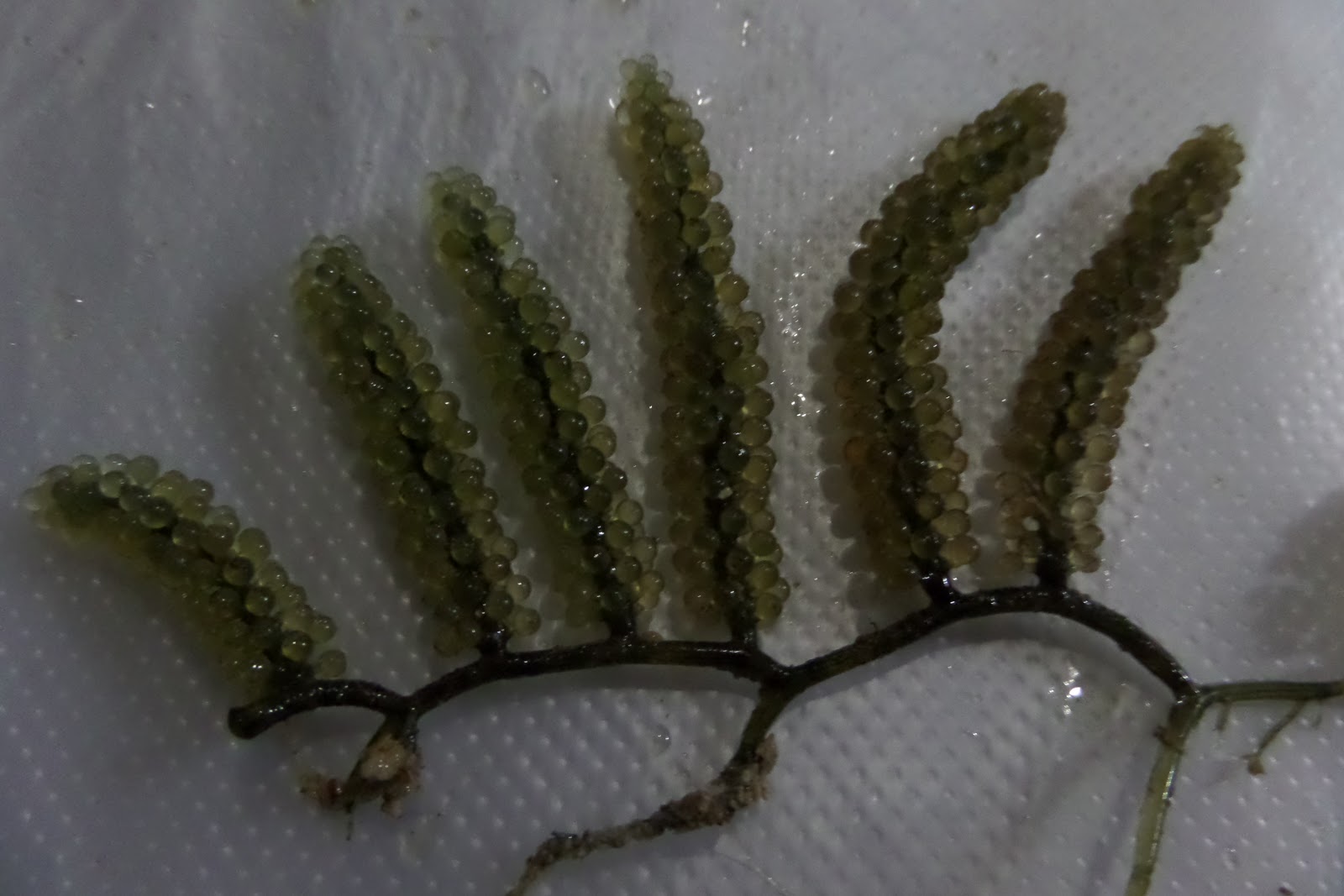 Seagrass : Perbedaan Lamun dan Ganggang atau Rumput Laut