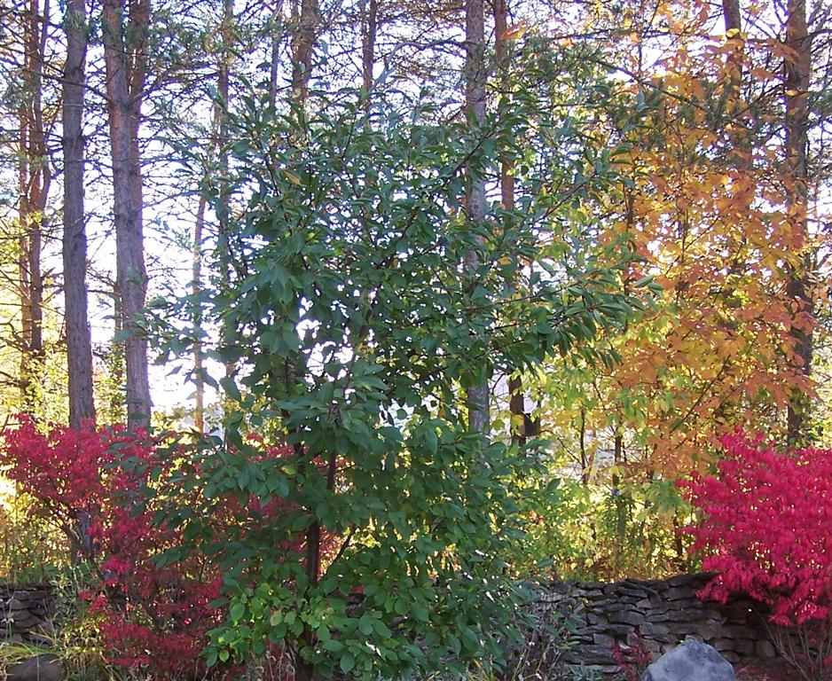 Perennial Passion: Poorly Planned Burning Bush Planting