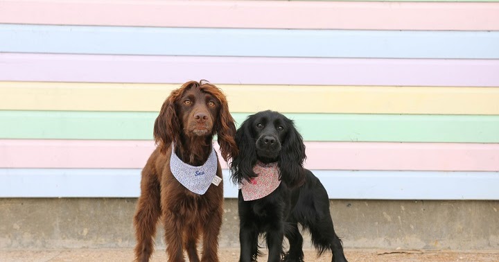 How To Enjoy Spring With Your Dog | Steph & The Spaniels: Dog Friendly ...