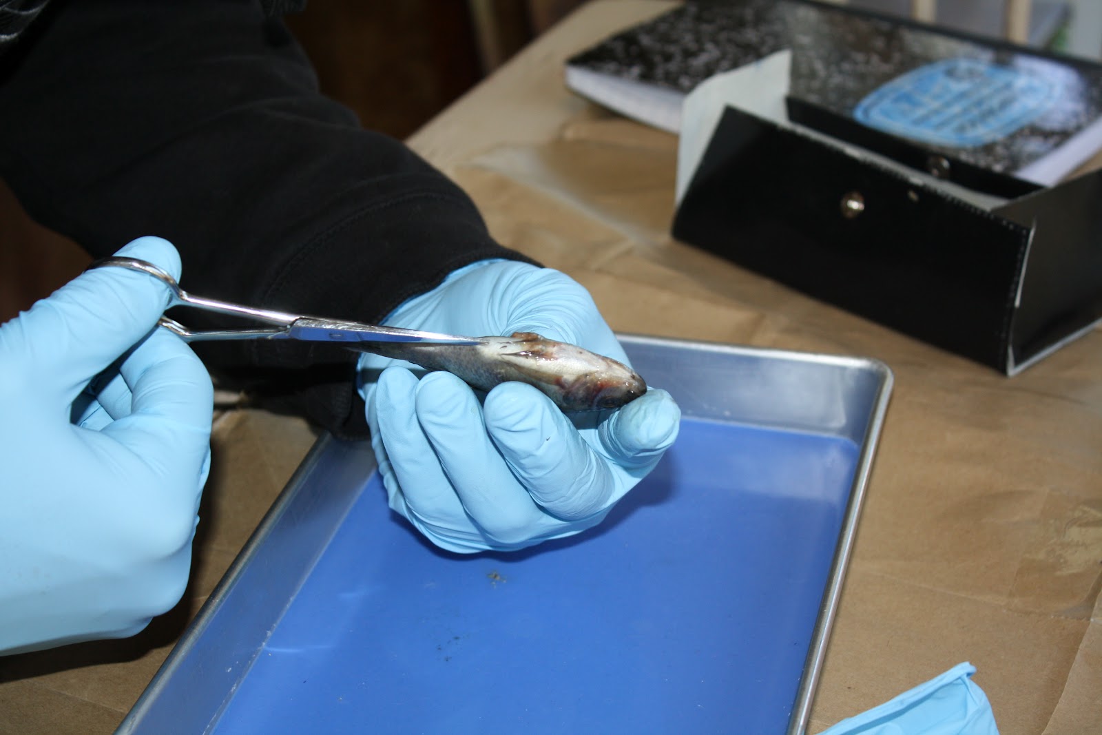 The Aquaponics Project: Fish Dissection: Male or Female?