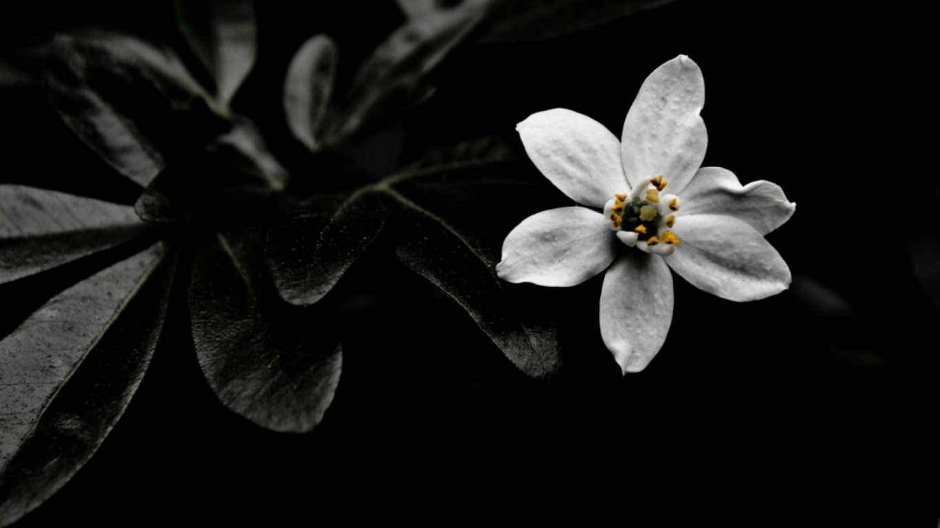 Word Chimes: Whiteness