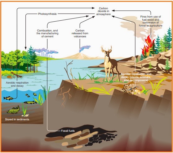 DAUR CARBON - OKSIGEN - Biology Page