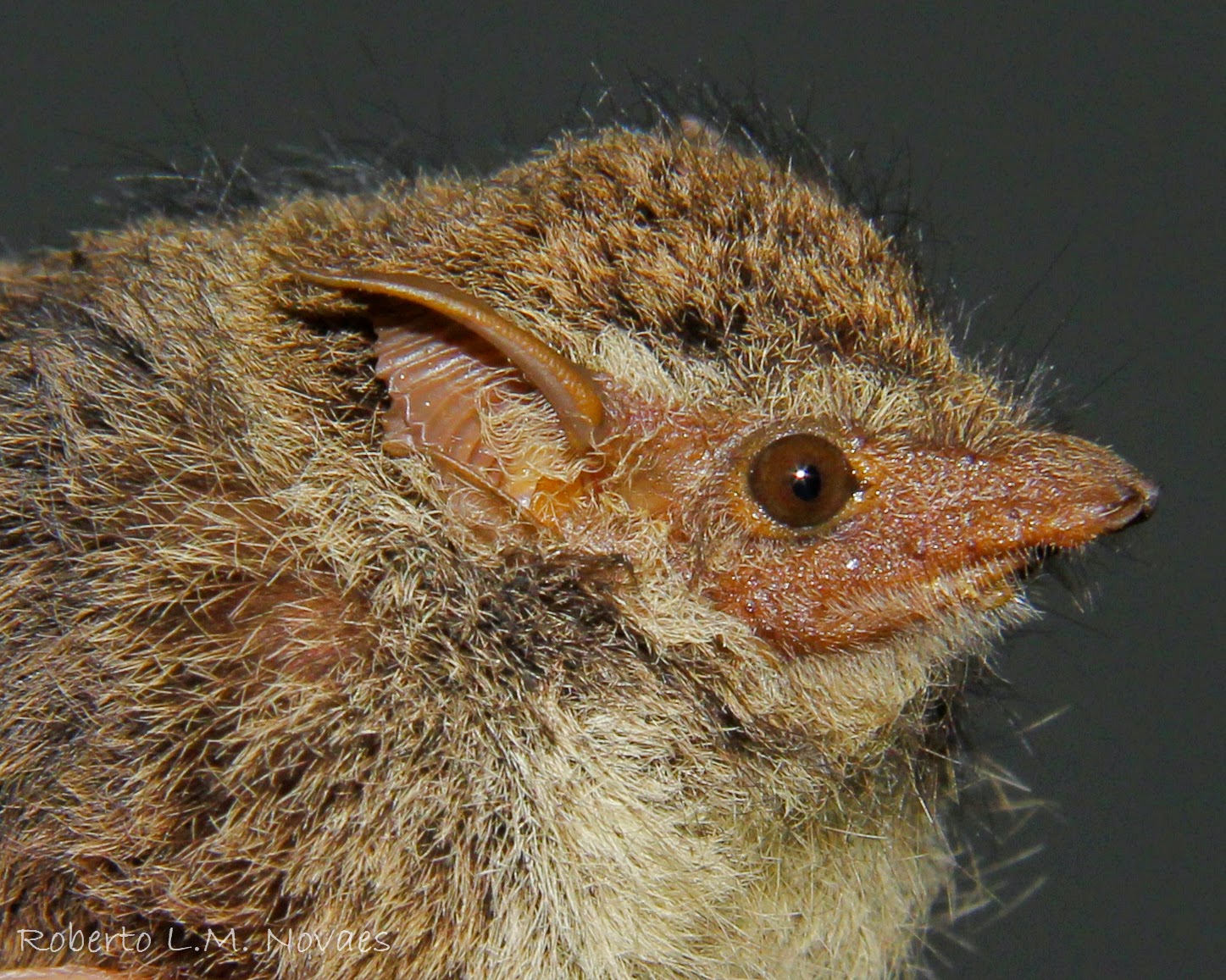 Morcegos do Brasil: Rhynchonycteris naso