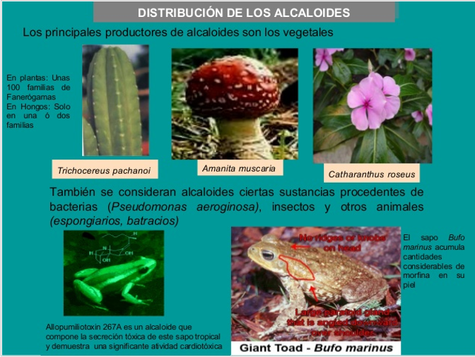 alcaloides vegetales