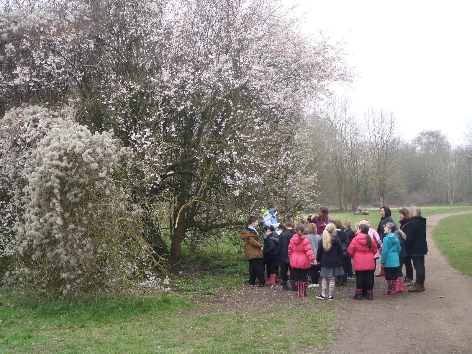 AWT Wild Schools blog: Signs of Spring...a visit to Badocks Wood