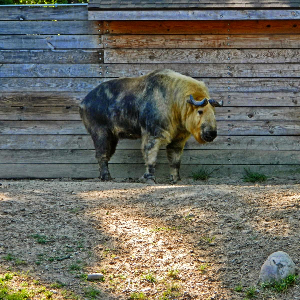 ΤΑΚΙΝ photos - wallpapers | the fun bank