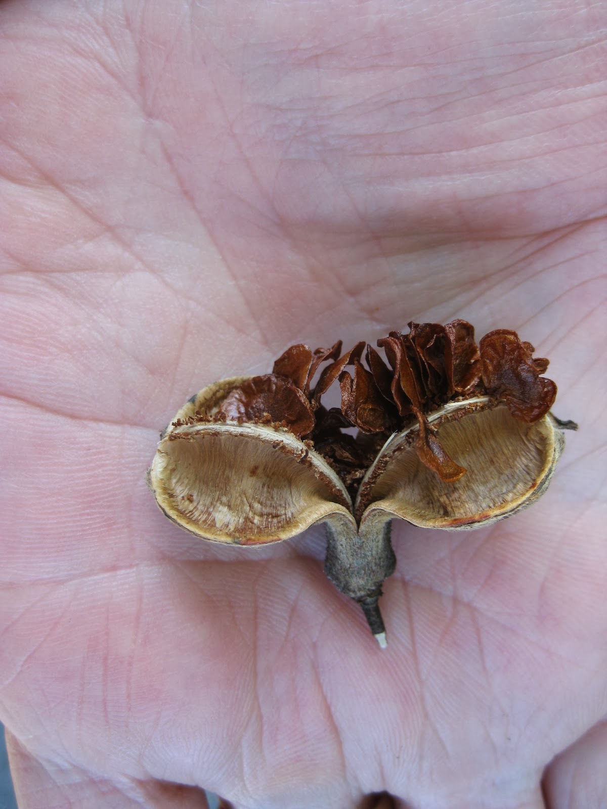 Trees of Santa Cruz County: Hymenopsorum flavum - Sweetshade