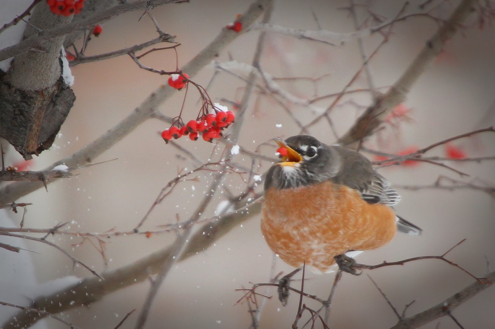 Calico's Nest: American Robin in Winter