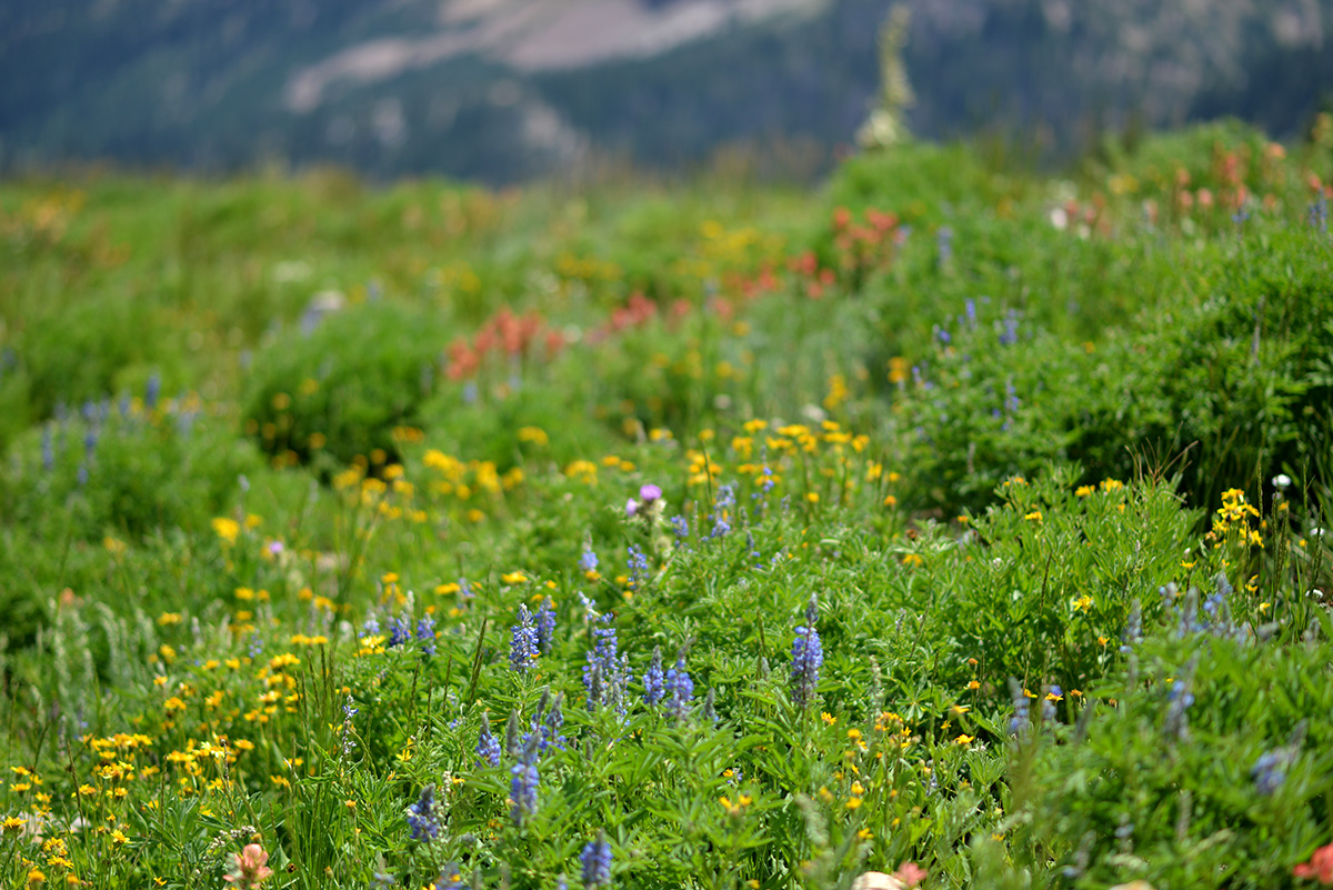 Mineral Basin Wildflowers - light-in-leaves