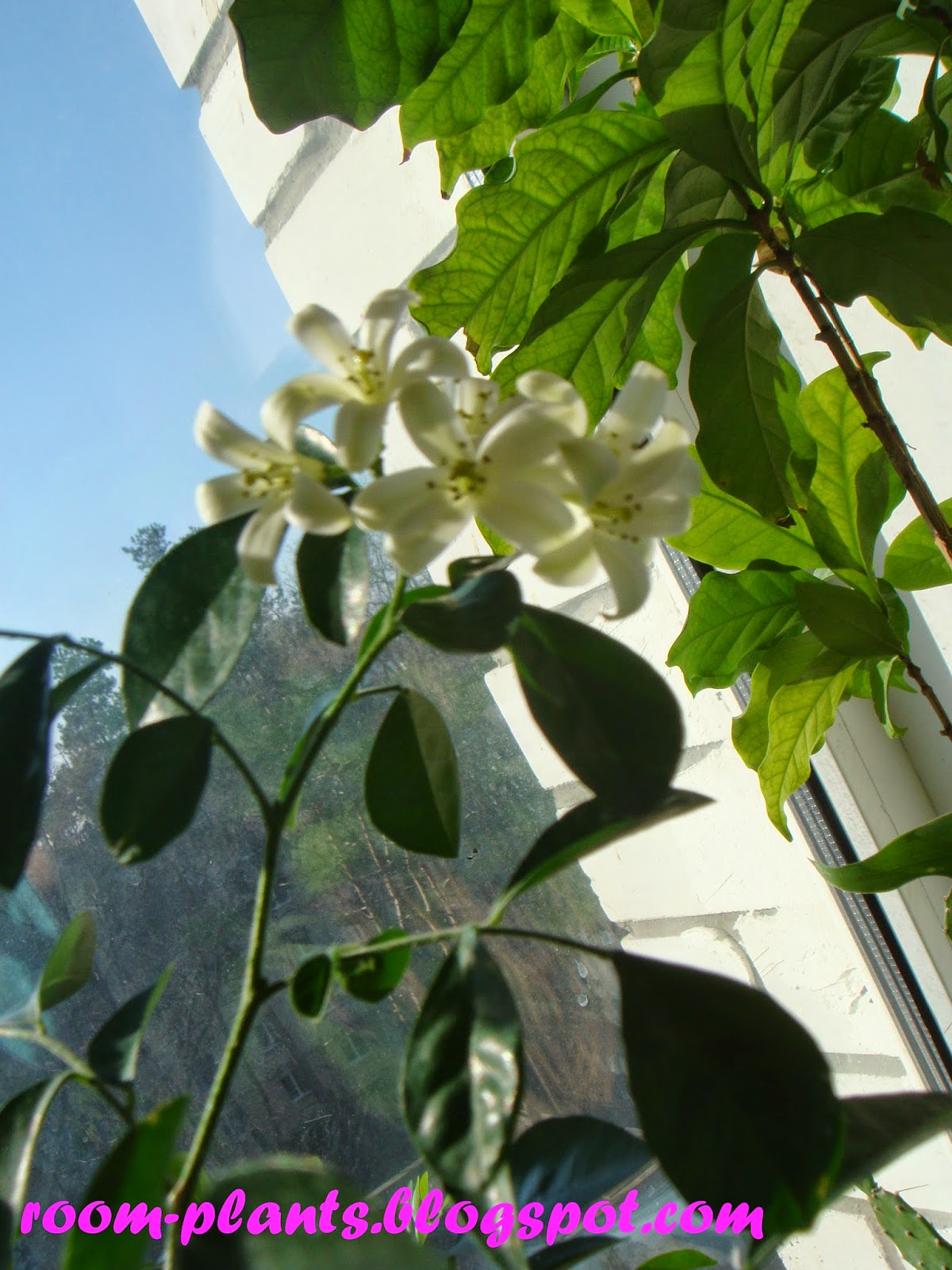 Plant's the soul of your flat: Murraya paniculata (Orange Jessamine ...