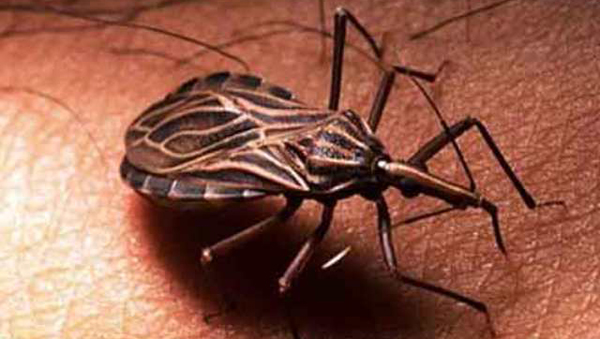 Imagens | Doença de Chagas . Trypanosoma cruzi