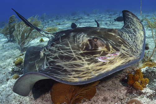 The Best Shark Dive in the World!: Hammerhead hunting!