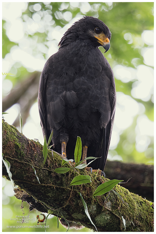 Featured raptors: Black Hawks of Panama