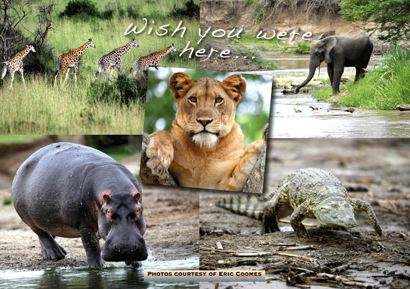 Gorillaland Safaris: Albertine Rift Safari