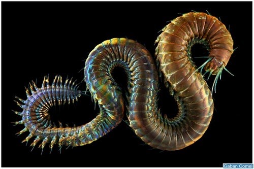 Foto Cacing Laut Yang Menyeramkan Yang Jarang Kita Dilihat. - Gaban Comel