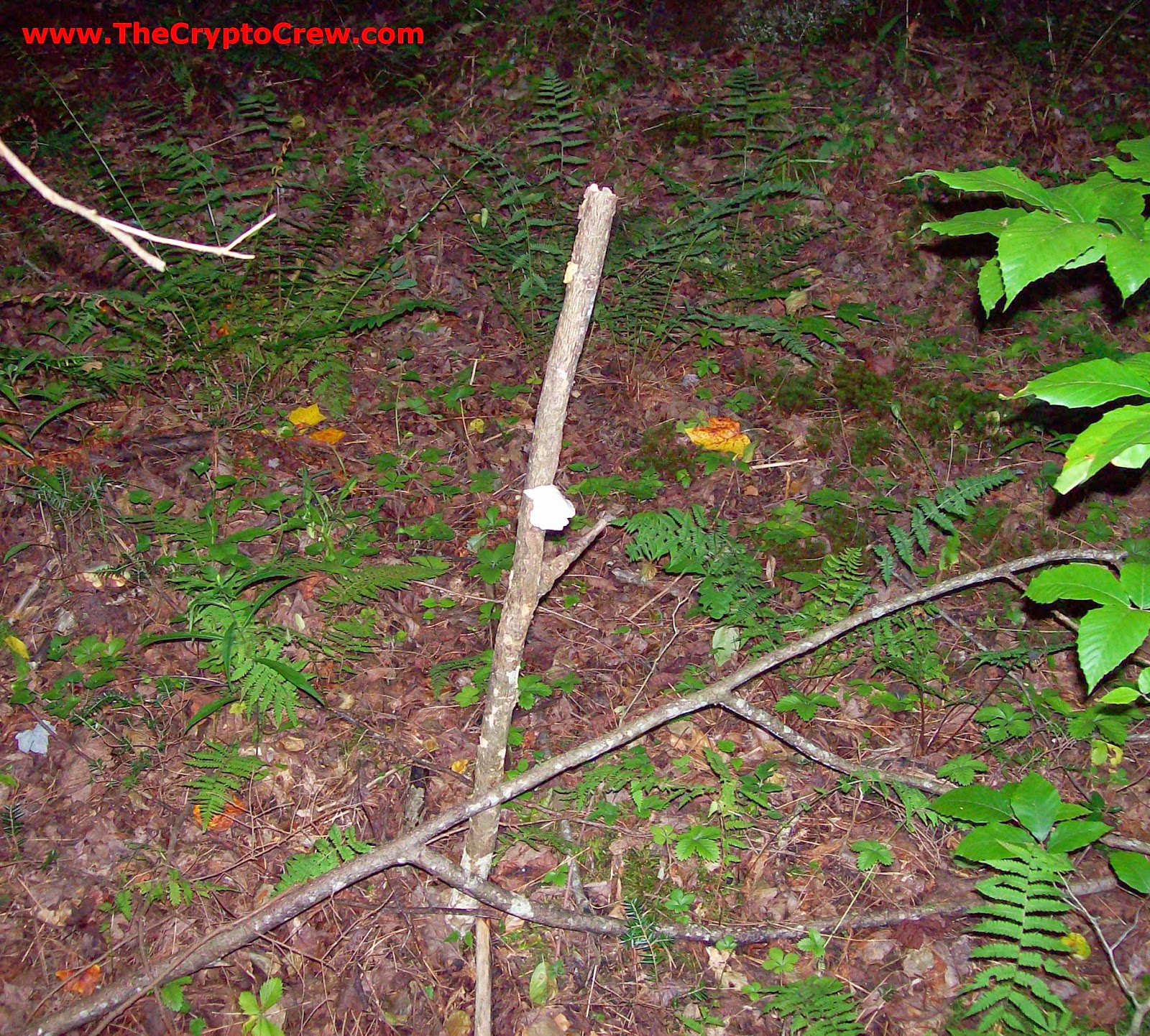 Stick Structures – Evidence Or Controversy? ~ The Crypto Crew