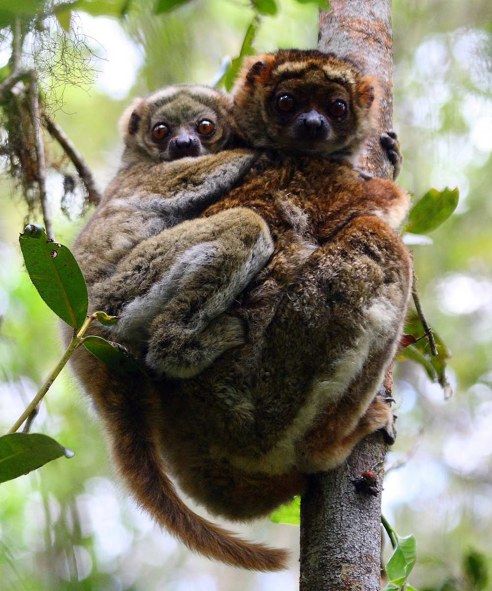 Evolutionary Vertebrate Zoology: May 2012