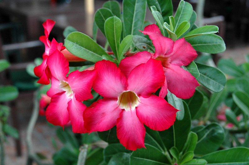 FLORACIONES EN MÁLAGA Y MÁS: Flora ornamental de Indonesia 8