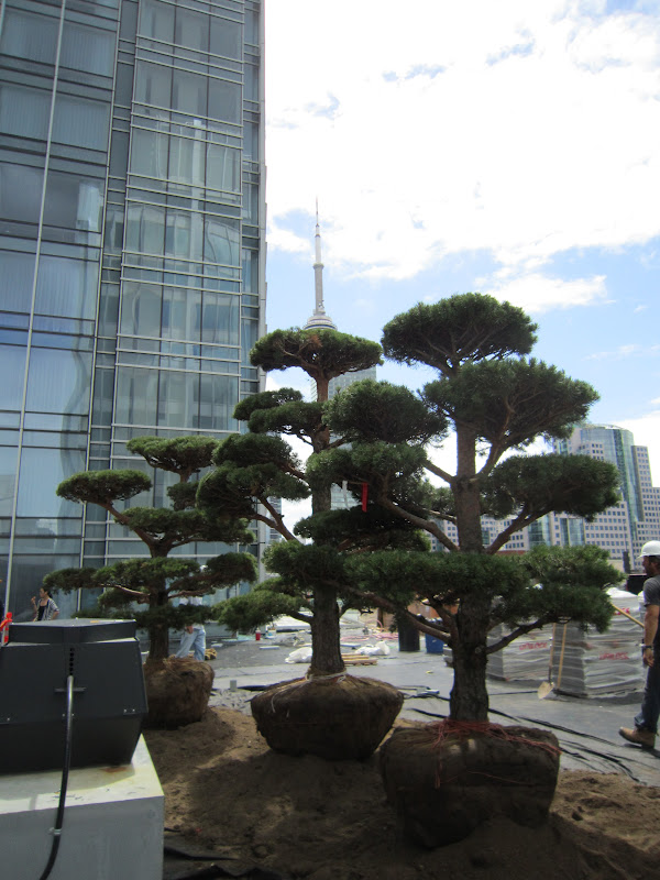 Large Tree Installations | Large Trees – Tight Spaces