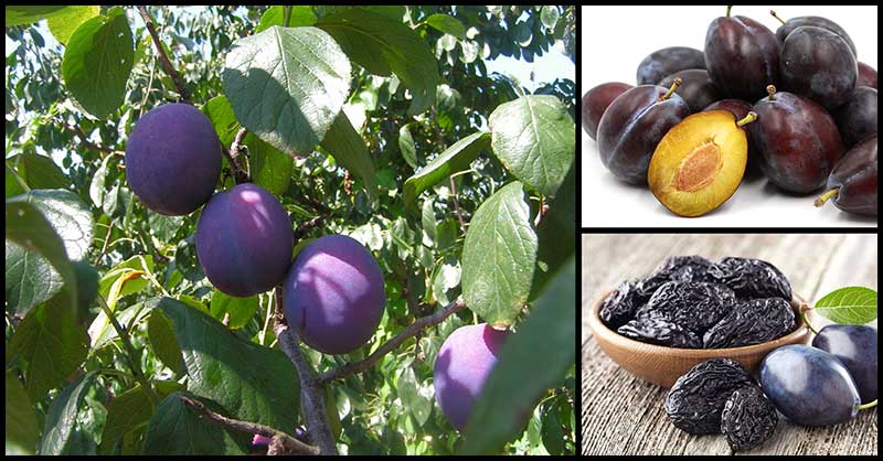 Prunes’ Benefits For Our Heart, Vision, And Digestion | Dr Farrah MD