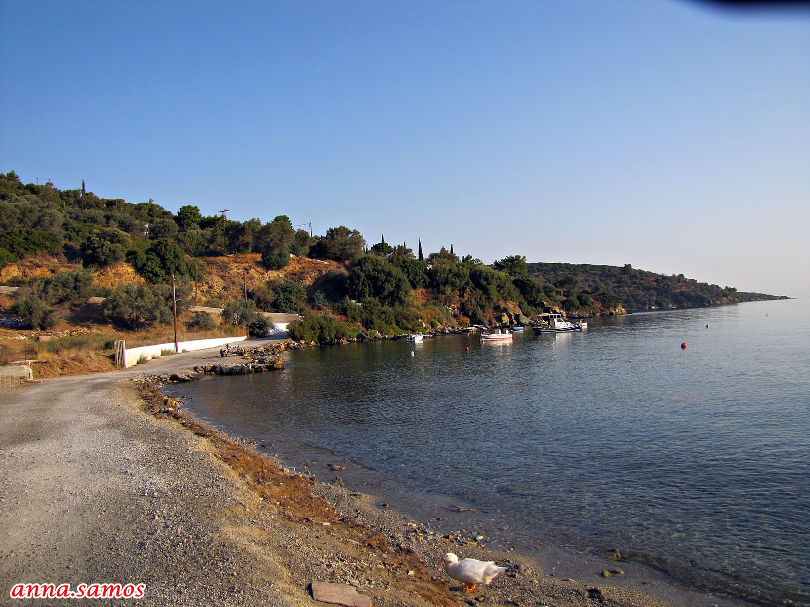 ΣΑΜΟΣ ΤΟ ΝΗΣΙ ΤΟΥ ΠΥΘΑΓΟΡΑ-Η ΚΥΡΑ ΤΩΝ ΑΜΠΕΛΙΩΝ 1: ΚΕΡΒΕΛΗ