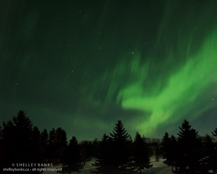 Prairie Nature: Northern Lights over Muenster, Saskatchewan