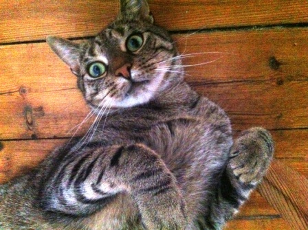 Star Trek Tafelrunde "Hermann Darnell" Potsdam Babelsberg: Das nächste ...