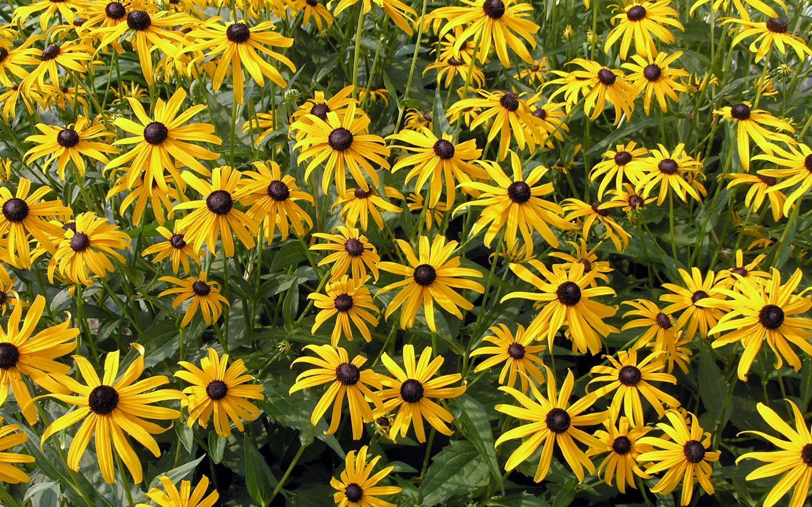 Beautiful Flowers Cherysanthmum Beautiful Flowers Cherysanthmum