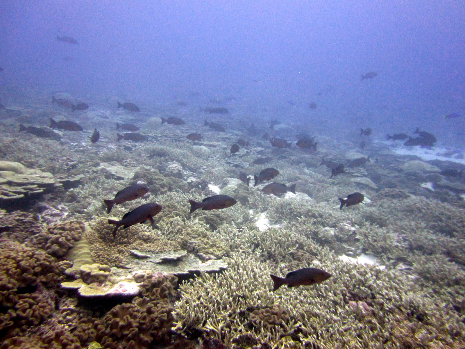 NOAA Coral Reef Ecosystem Division – Mission Blog: Towing around ...