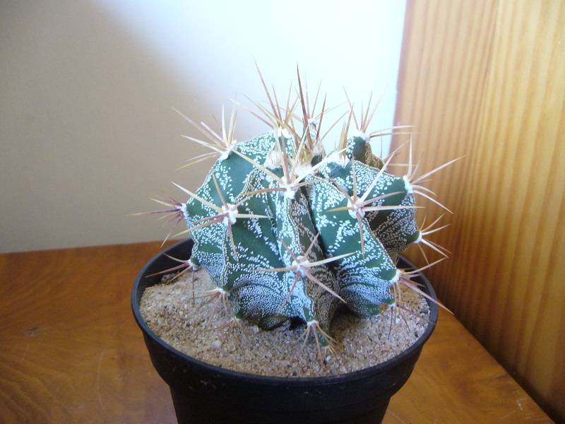 Plantas para hombres: Astrophytum ornatum, cactus estrella