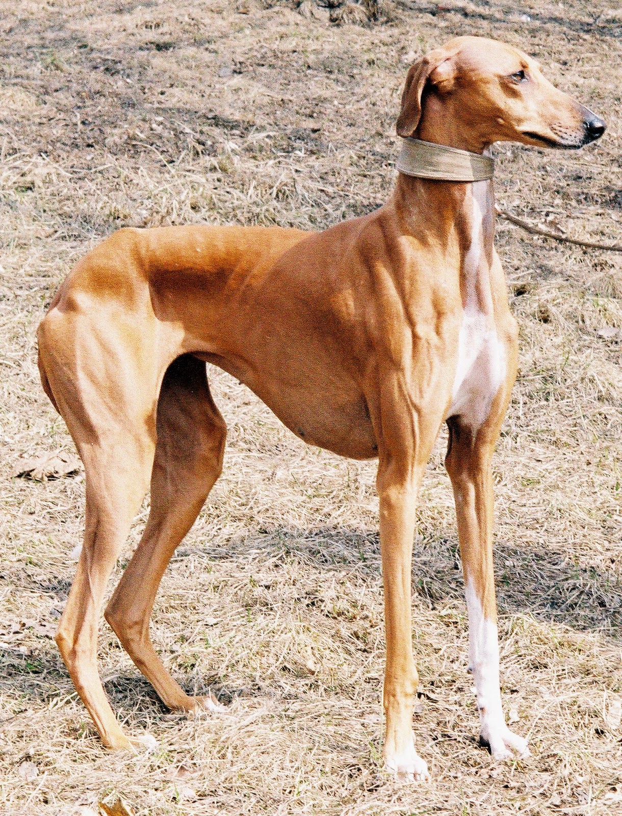1000+ images about Azawakh on Pinterest | Greyhounds, Rare Dog Breeds ...