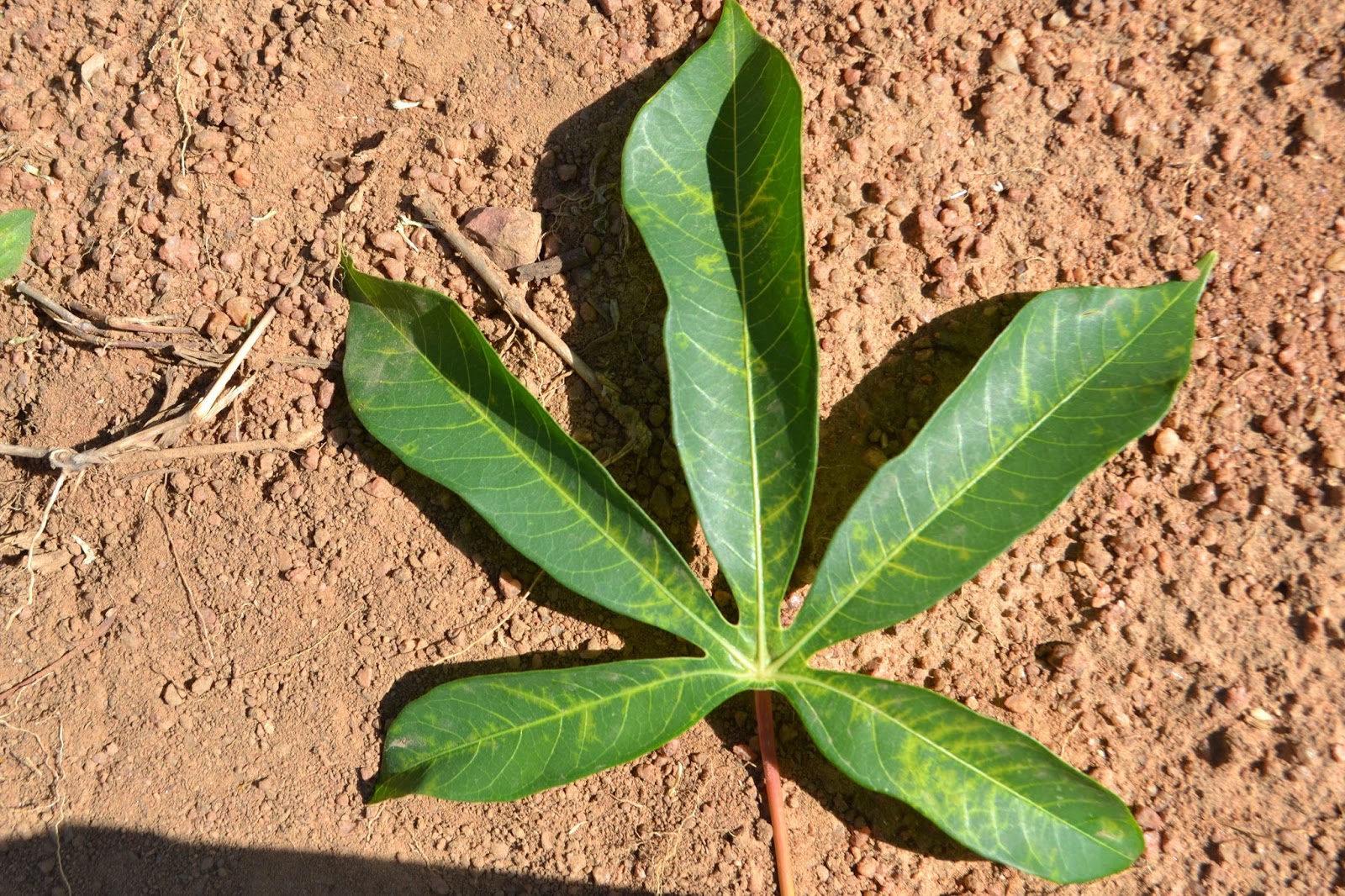 Cassava Virus Disease Diagnostics: MONITORING SURVEY FOR CASSAVA MOSAIC ...