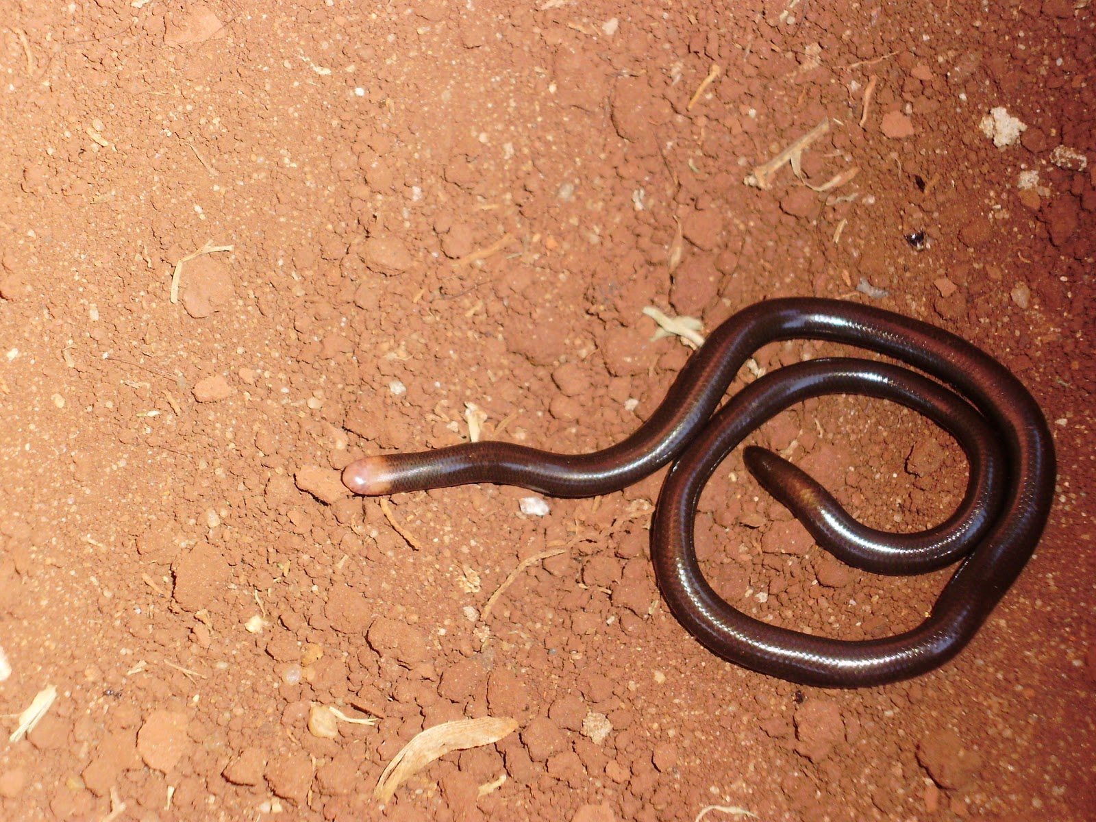 Ular - Snake - Ophidia: Ophidia - Snake - Ular